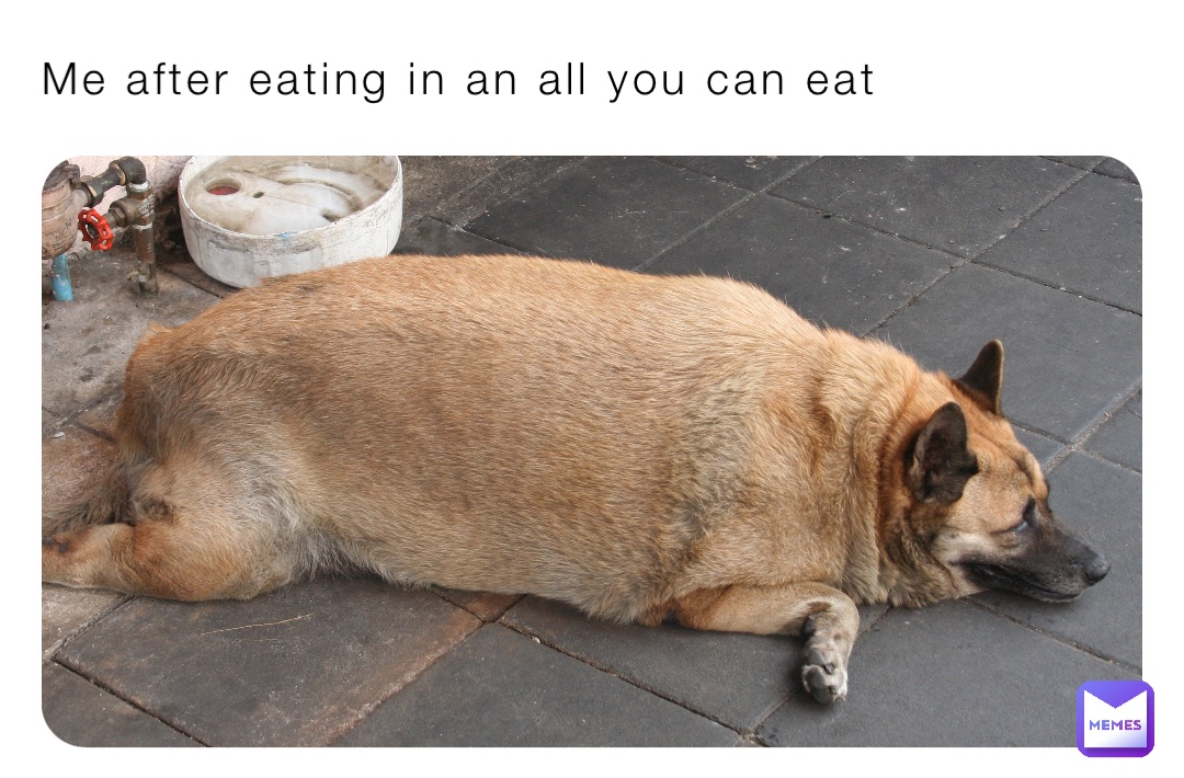 Me after eating in an all you can eat | @That_funny_dog | Memes