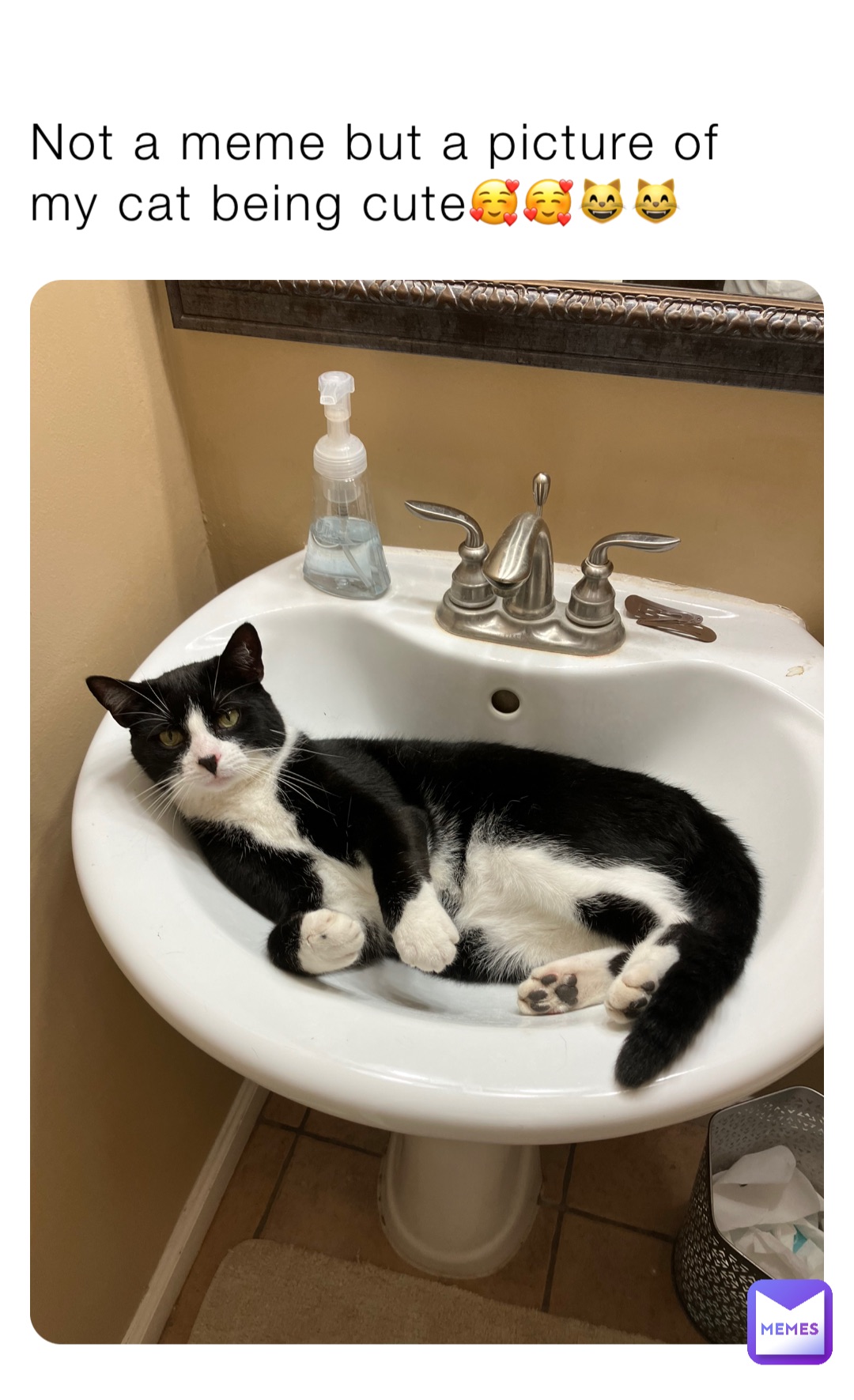 Not a meme but a picture of my cat being cute🥰🥰😸😸 | @Memelord_419 | Memes