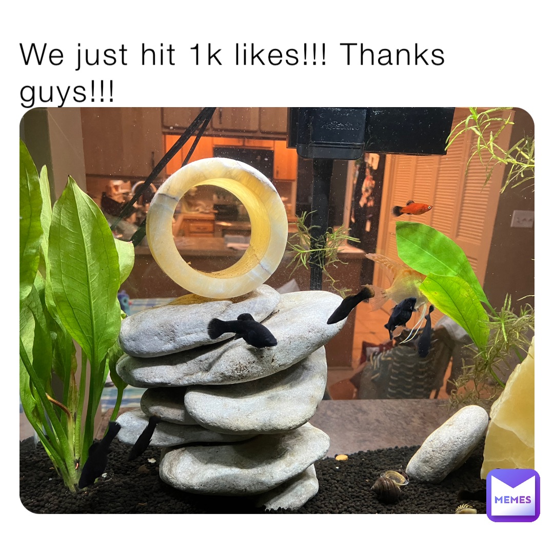 We just hit 1k likes!!! Thanks guys!!! | @Memelord_419 | Memes