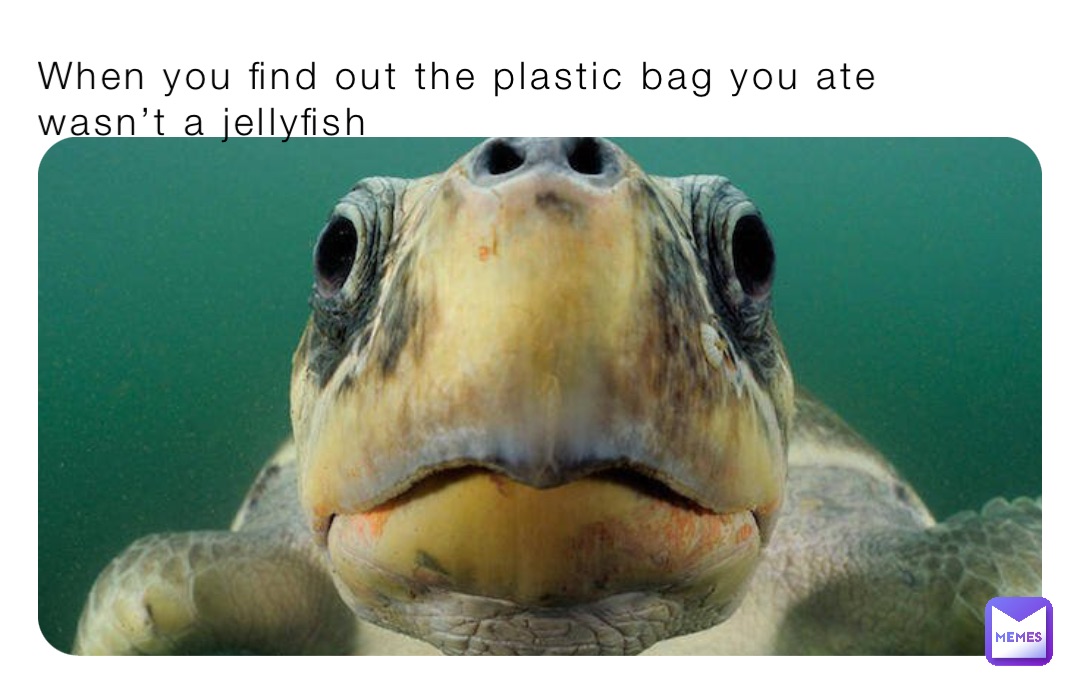 When you find out the plastic bag you ate wasn’t a jellyfish | @blake ...