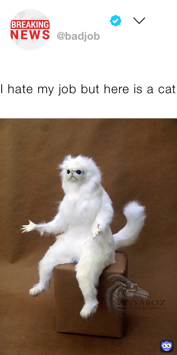 I hate my job but here is a cat | @Asuka.Langley | Memes