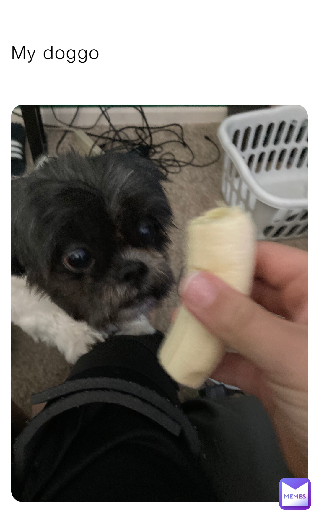 My doggo | @EthanThatGuy | Memes